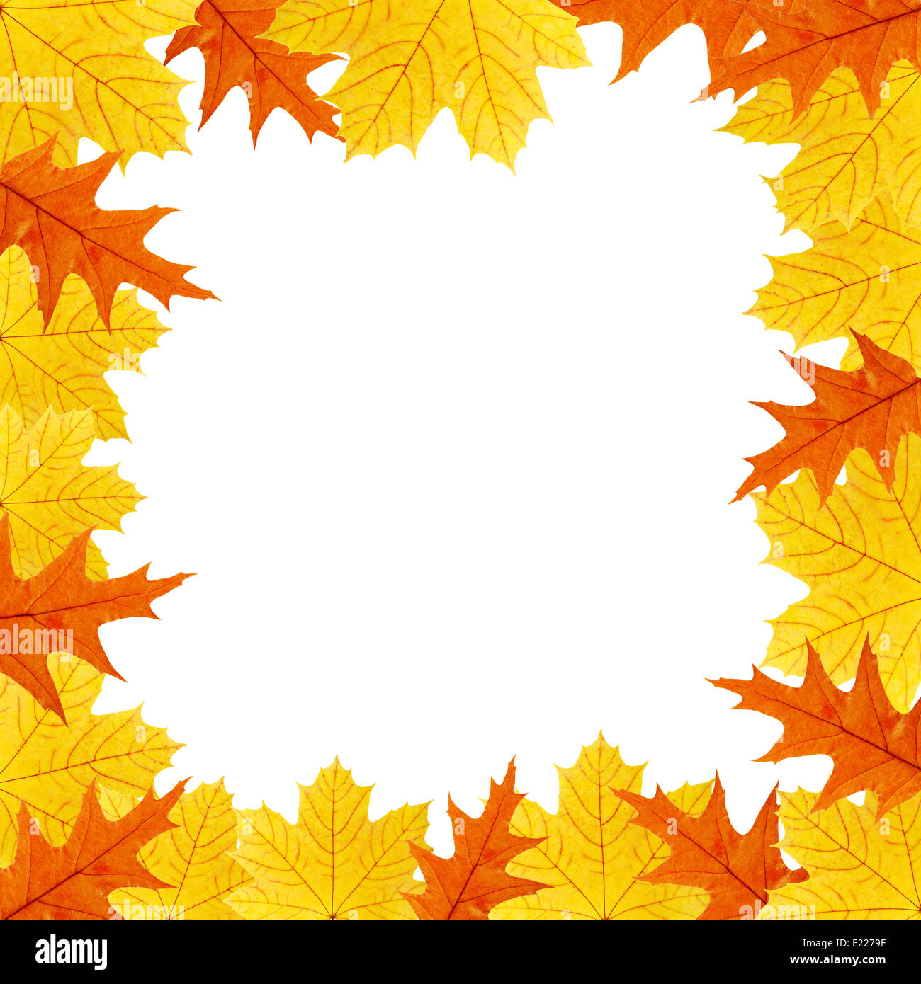 background of the leaves of maple and oak Stock Photo - Alamy