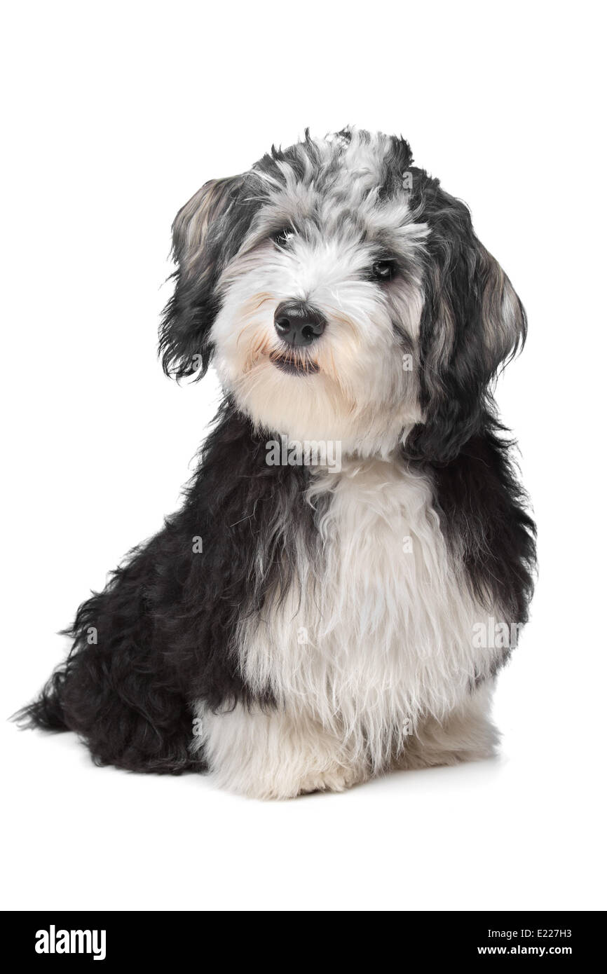 Bichon habanero hi-res stock photography and images - Alamy