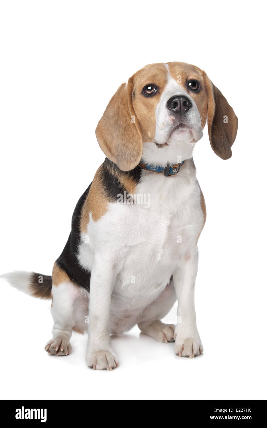 Sad beagle Cut Out Stock Images & Pictures - Alamy
