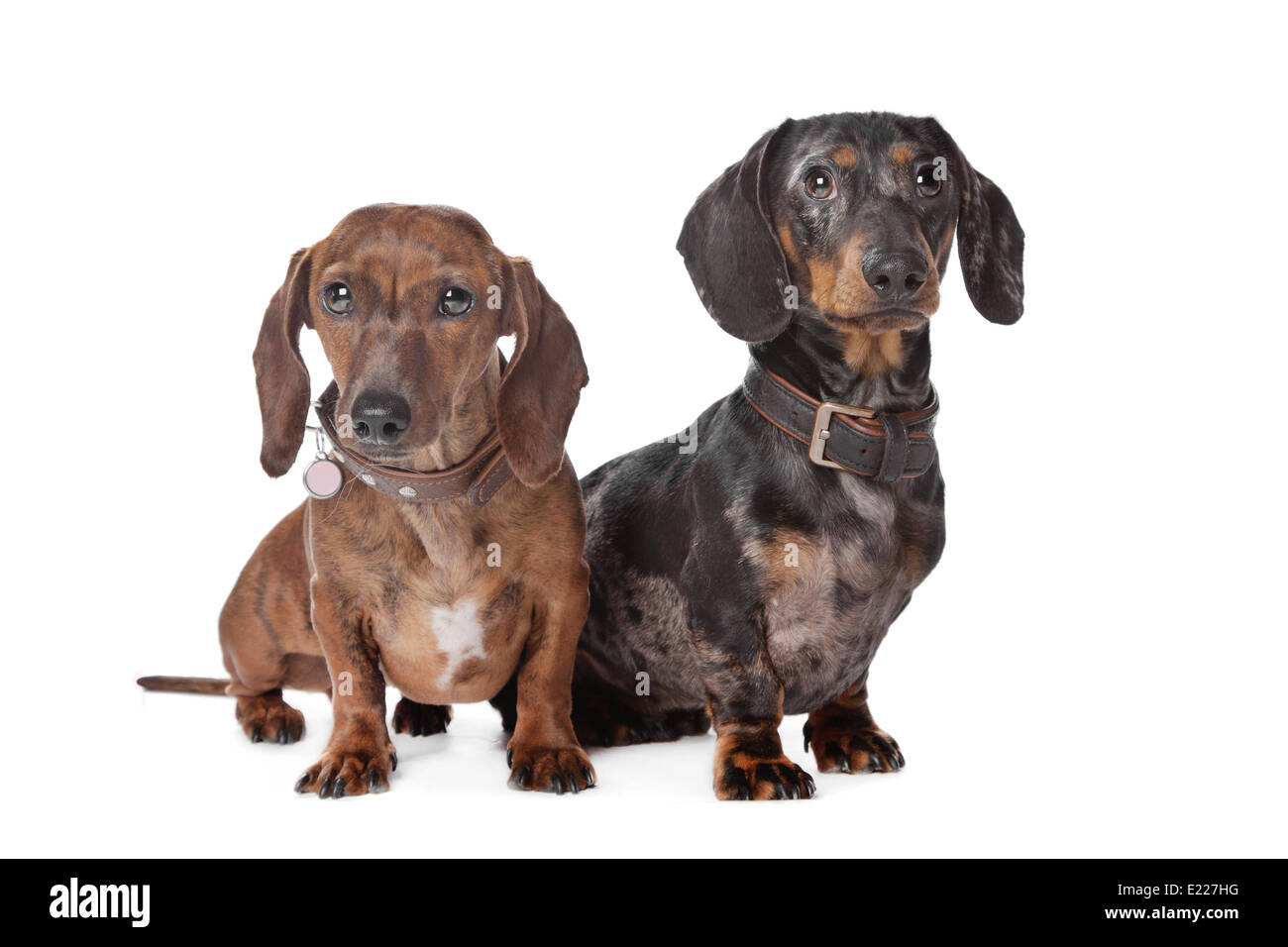 Two dachshund hi-res stock photography and images - Alamy