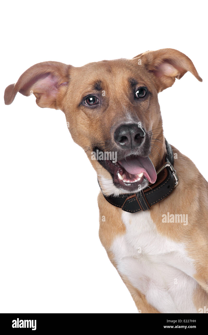 mixed breed dog Stock Photo - Alamy