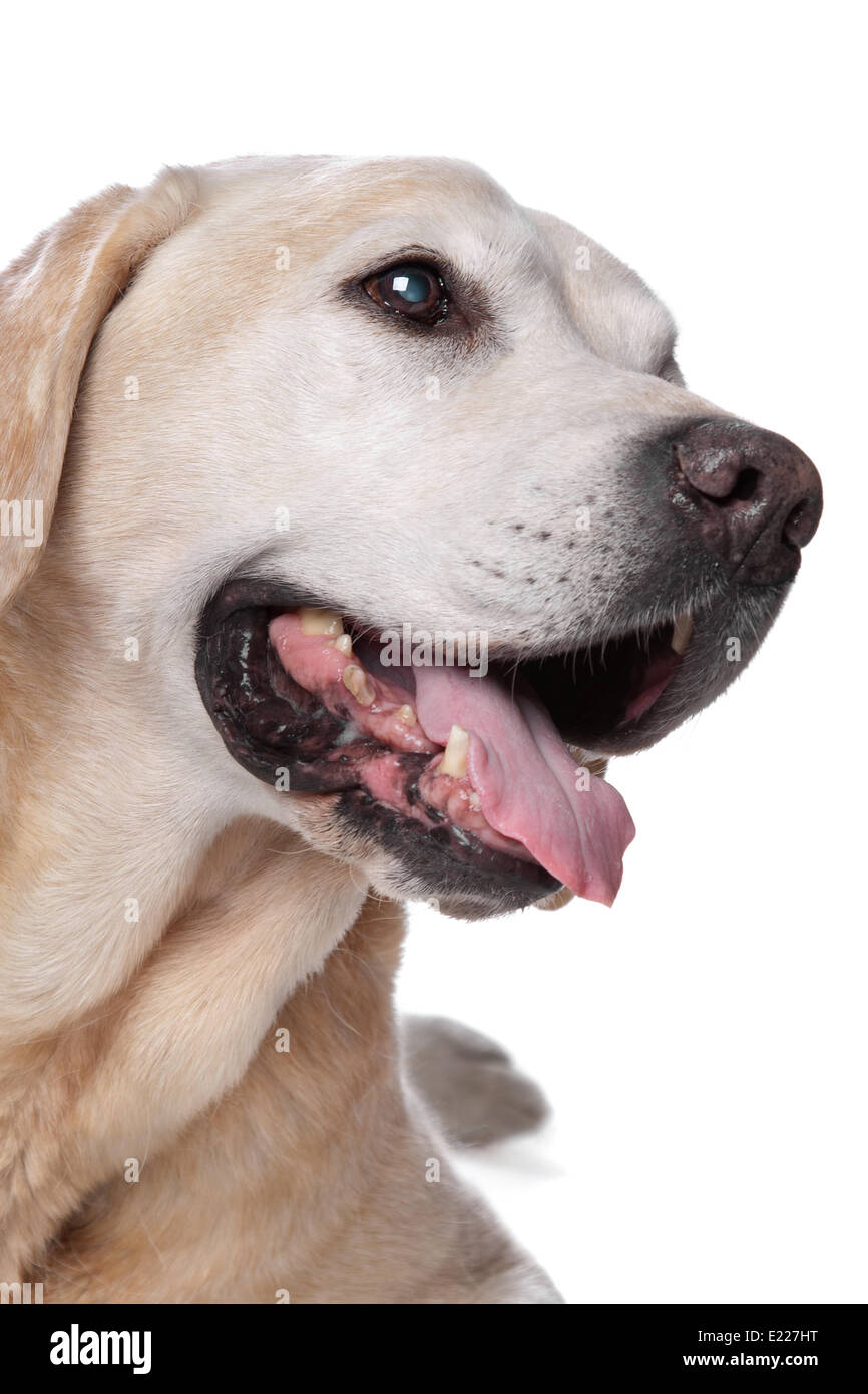 Yellow Labrador Retriever Stock Photo - Alamy