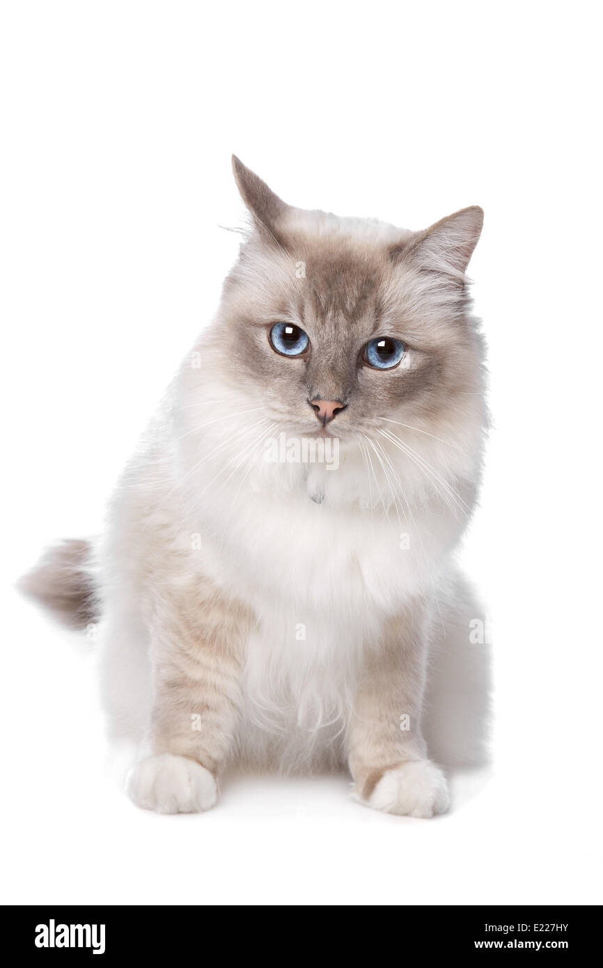 Sacred eyes Cut Out Stock Images & Pictures - Alamy