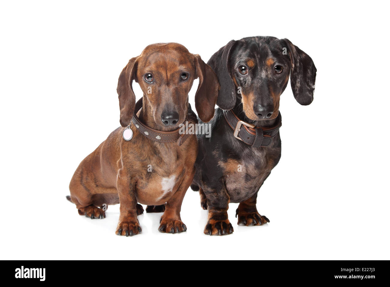 Two dachshund hi-res stock photography and images - Alamy
