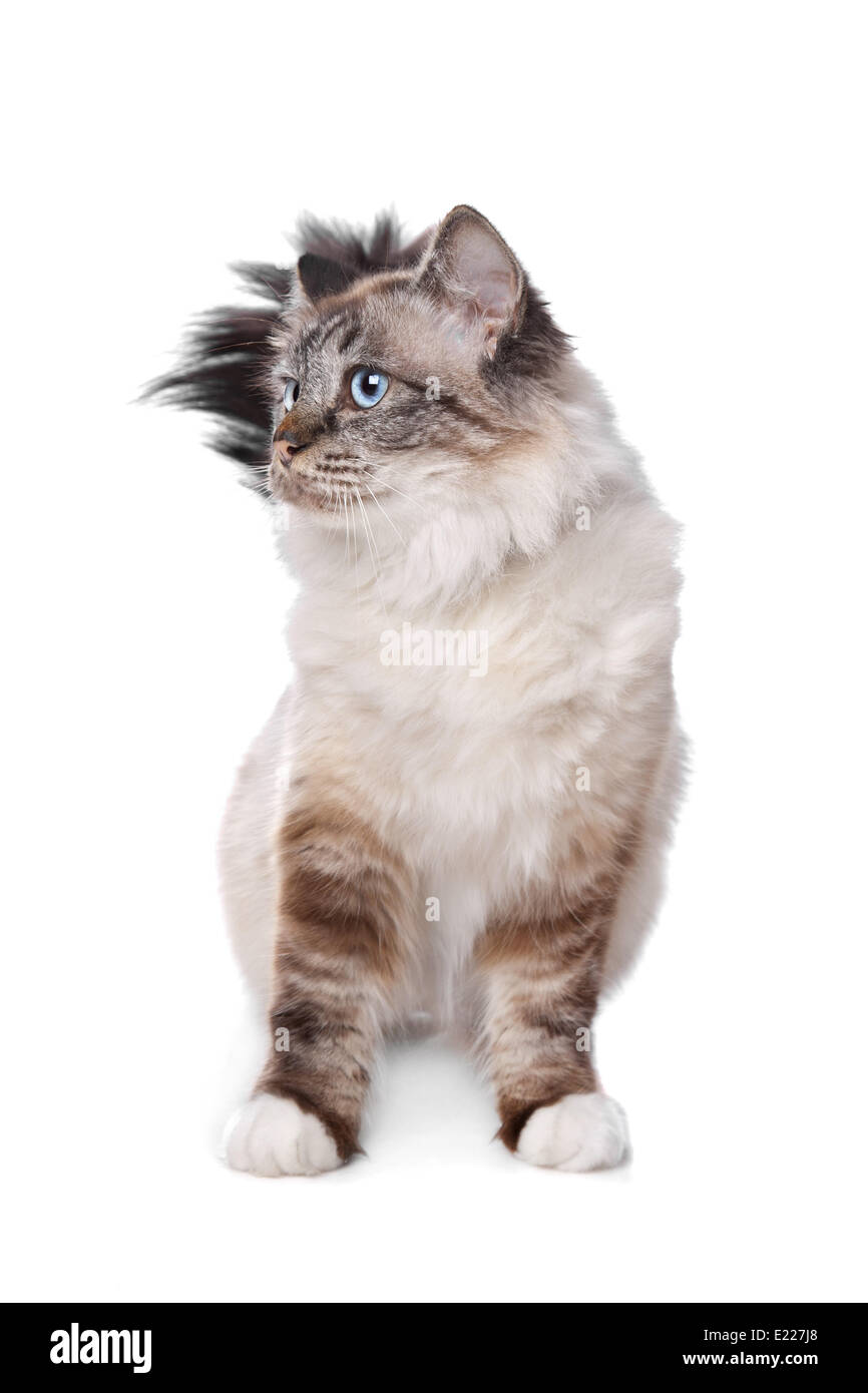 Sacred eyes Cut Out Stock Images & Pictures - Alamy