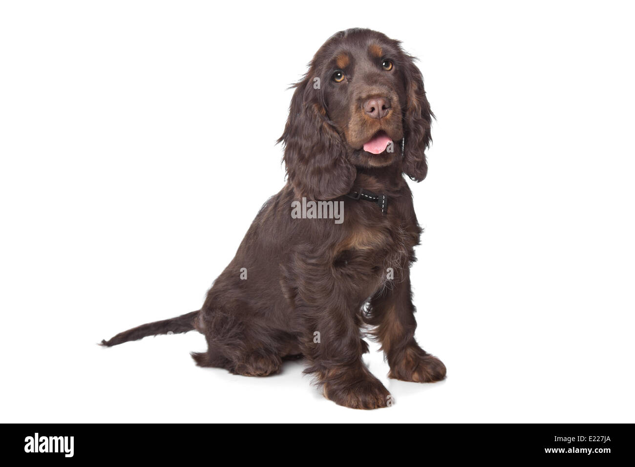 Chocolate brown cocker spaniel hi-res stock photography and images - Alamy