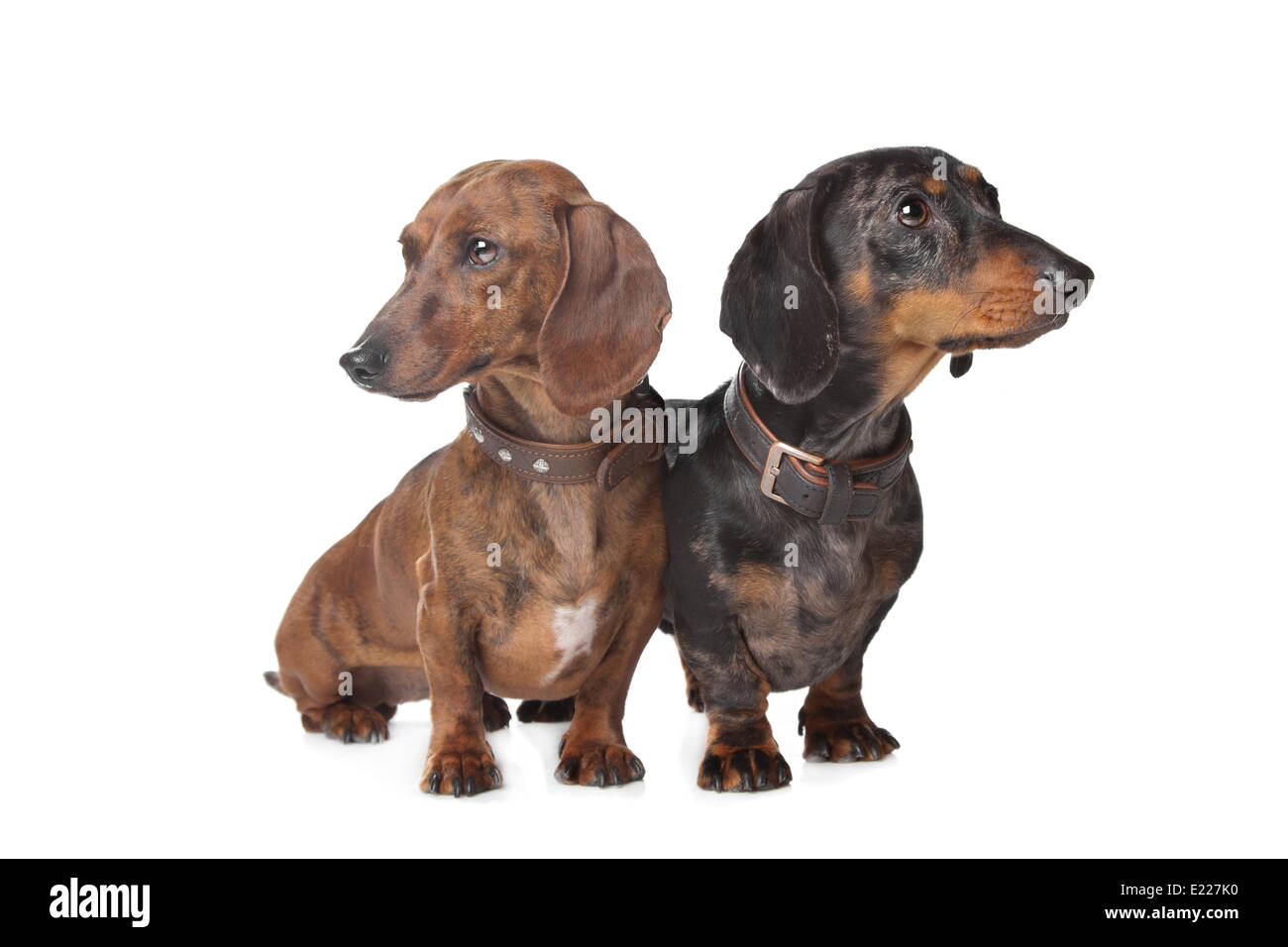 Two dachshund hi-res stock photography and images - Alamy