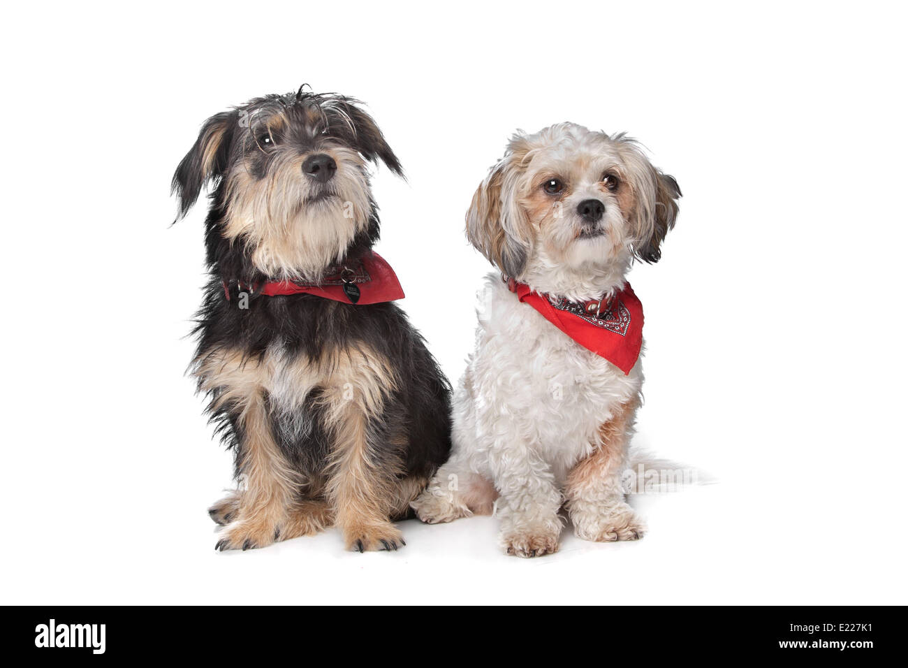 Boomer and maltese dog Stock Photo - Alamy