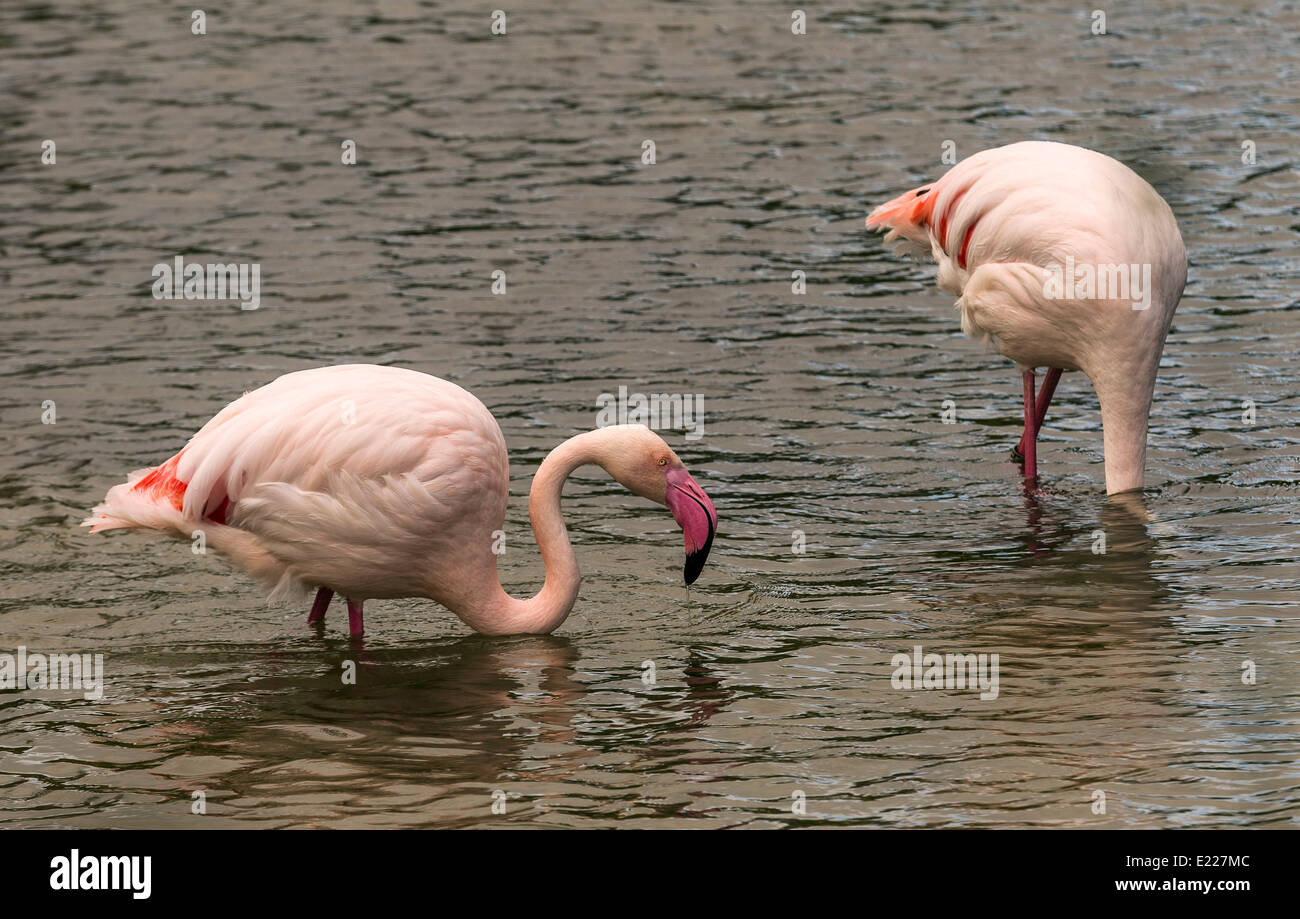Phoenicopterus ruber pink plumage water fowl hi-res stock photography ...