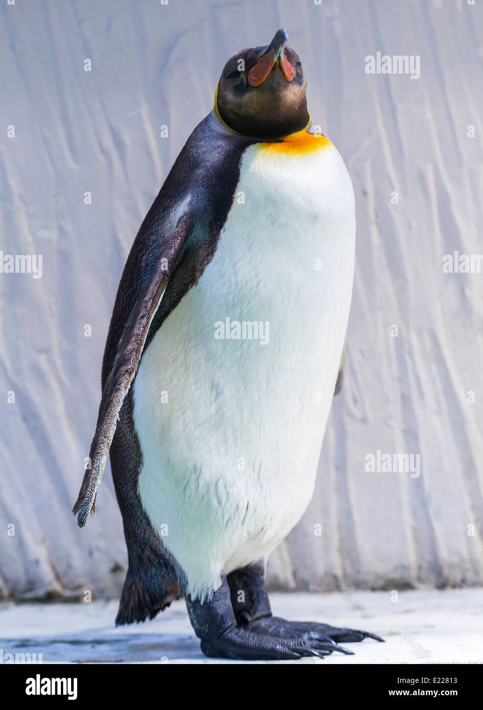 A full length image of a King penguin basking in the sun Stock Photo ...