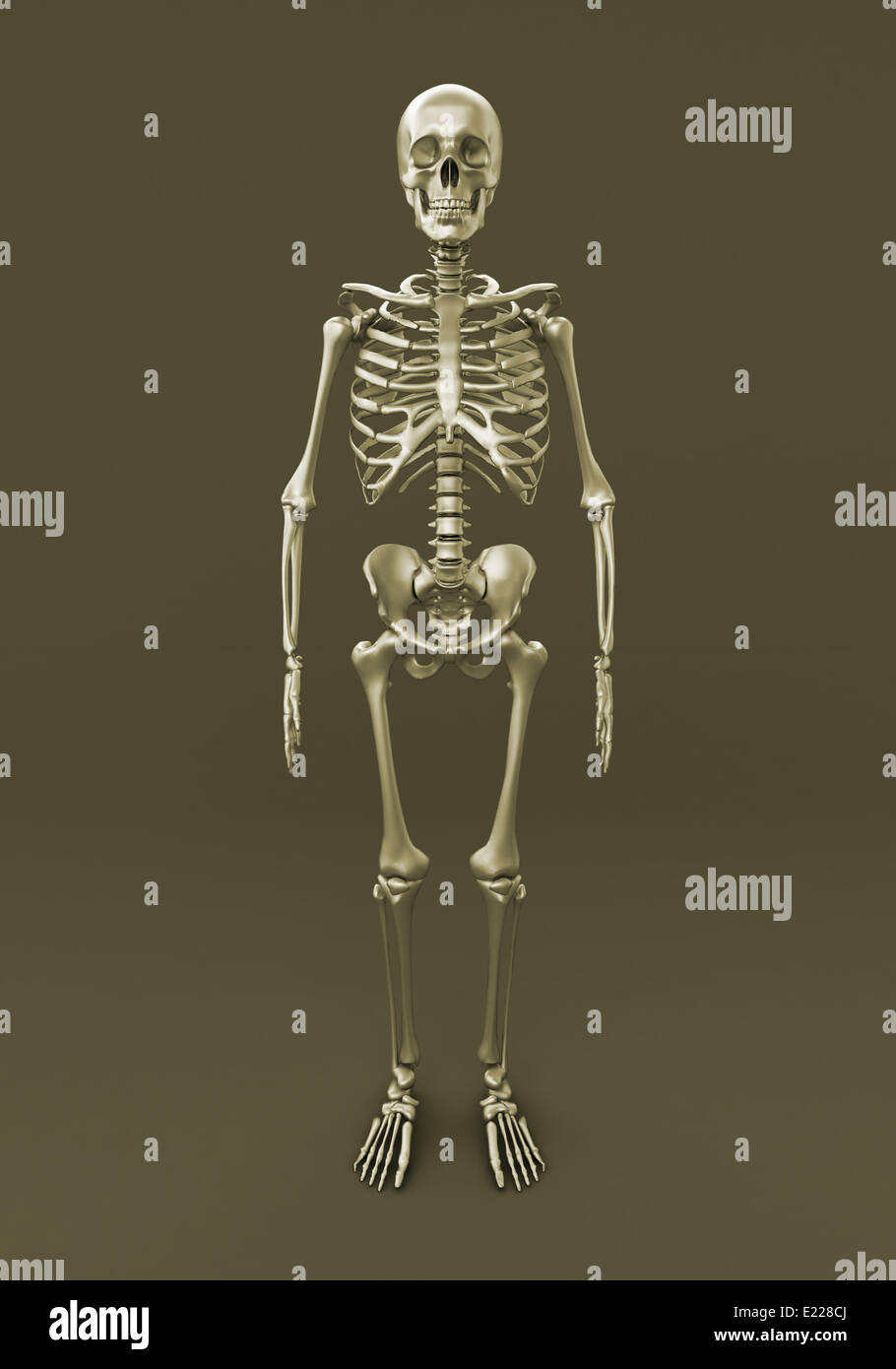 Skeleton of a gray background Stock Photo - Alamy