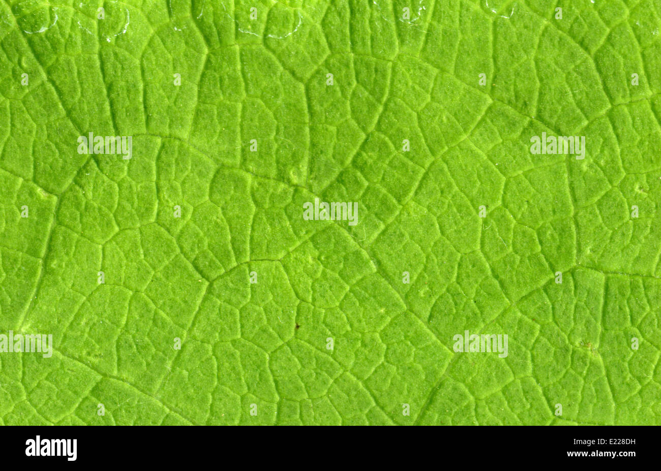 Leaf veins close up Stock Photo - Alamy