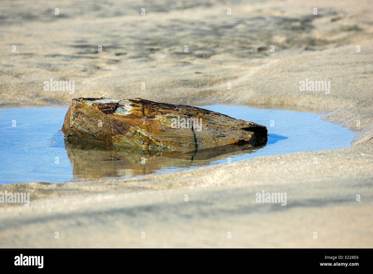 Rock pool on a sandy beach in Cornwall. The rock has caused the sea to ...