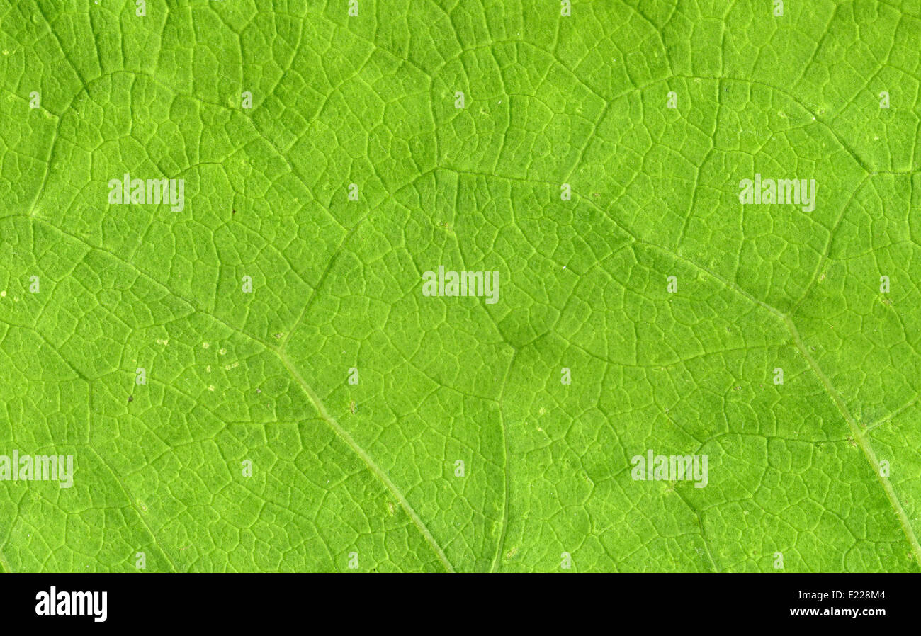 Leaf veins close up Stock Photo - Alamy
