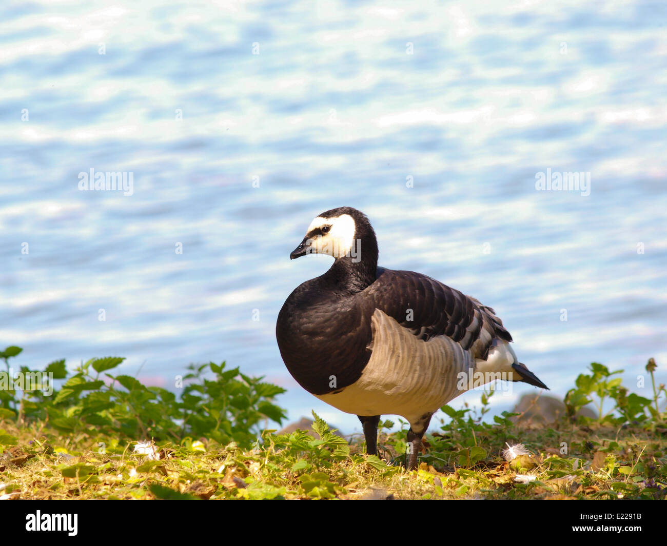 Barnacle legs hi-res stock photography and images - Alamy