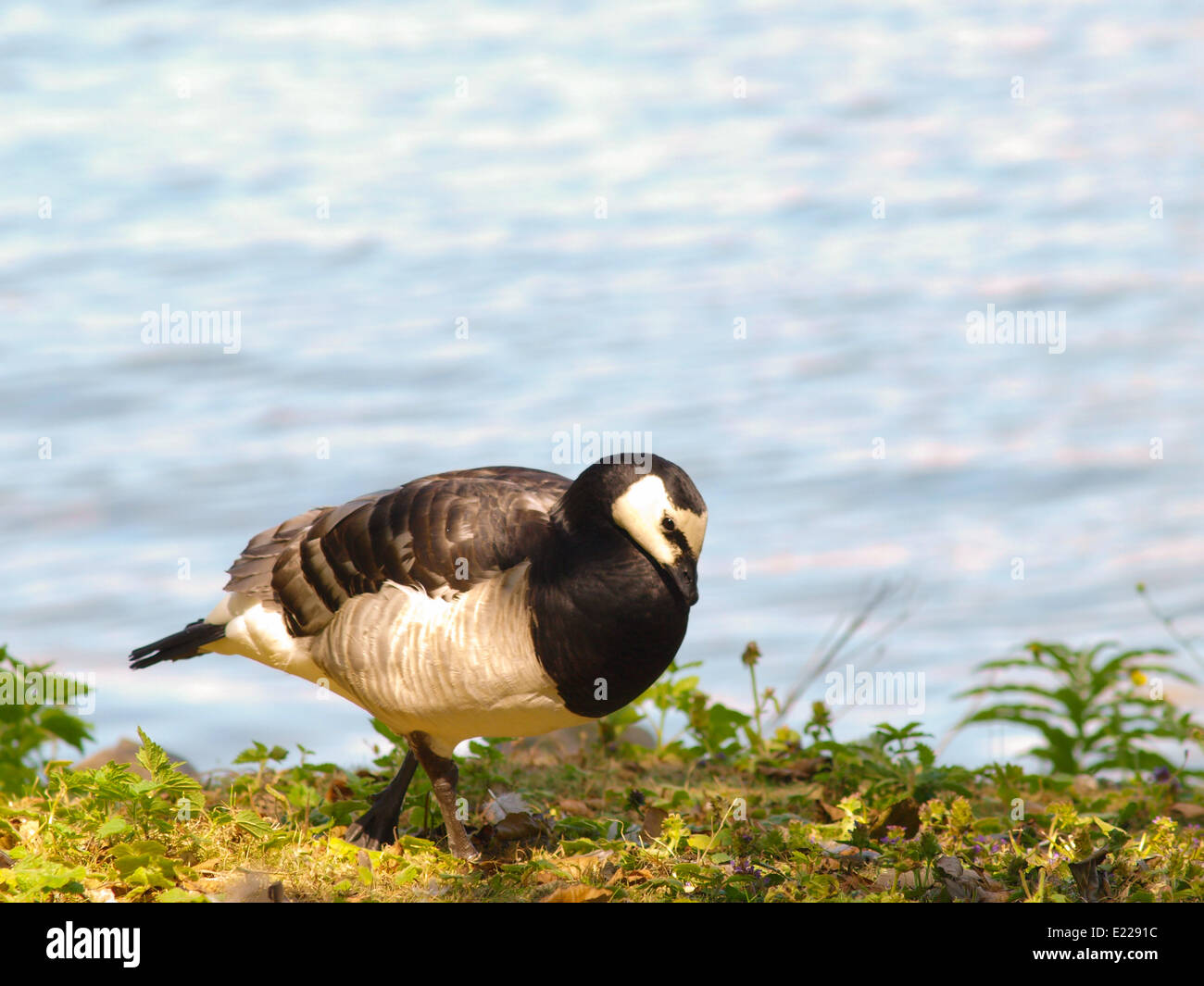 Barnacle legs hi-res stock photography and images - Alamy