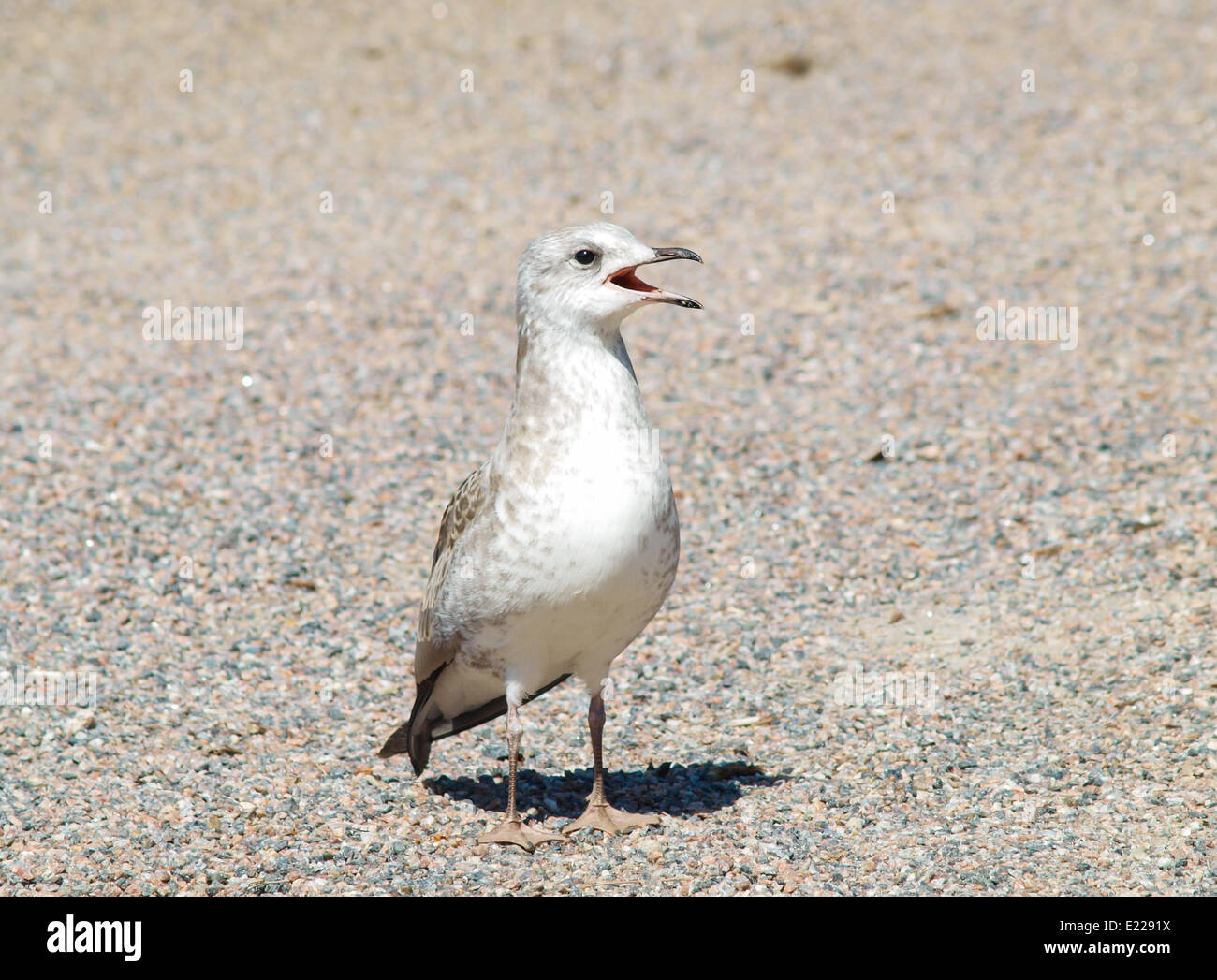 Calling seagull hi-res stock photography and images - Alamy