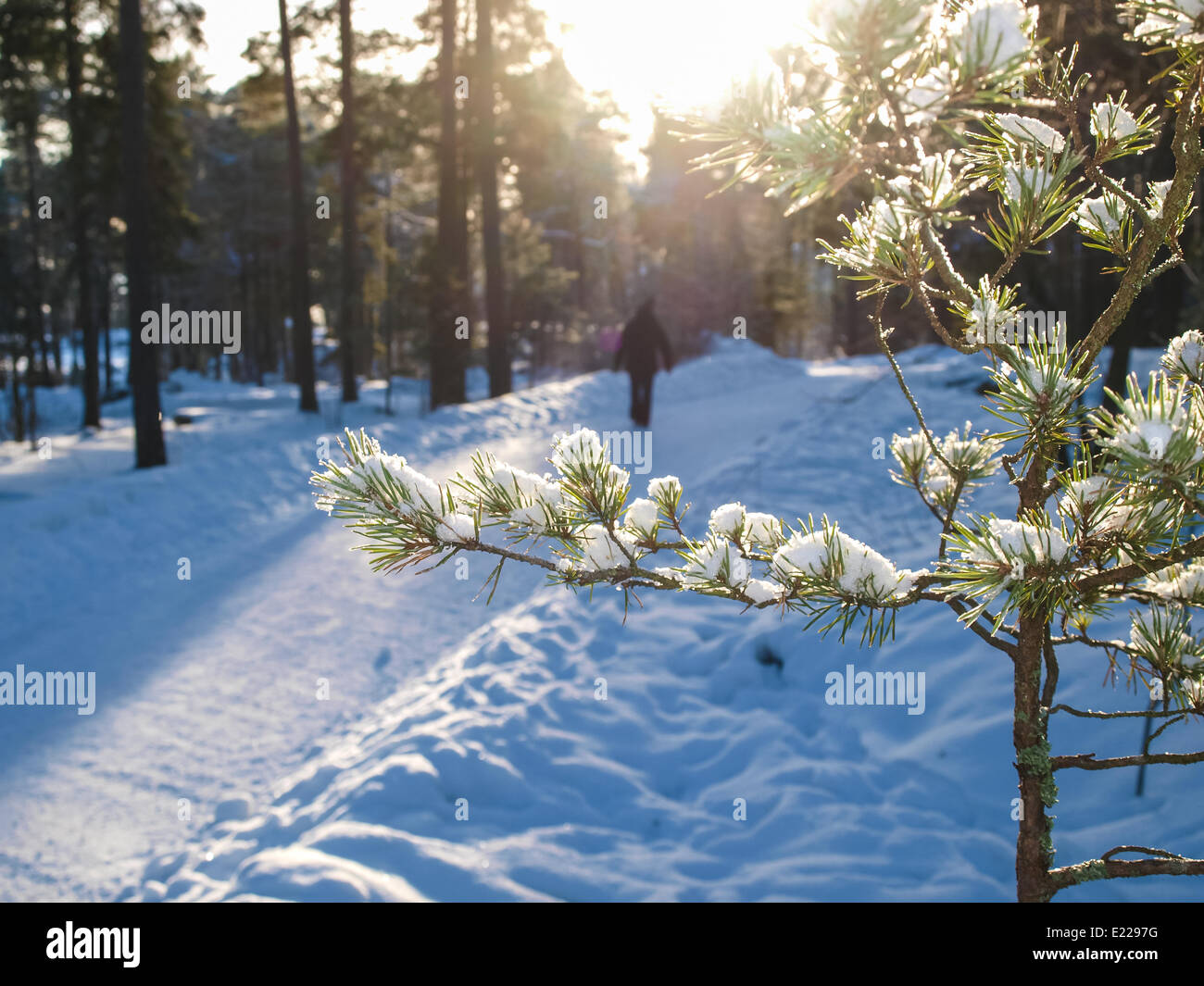 Snow spruce tree hi-res stock photography and images - Alamy