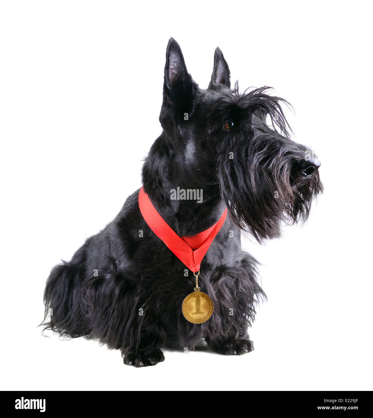 Champion Cut Out Stock Images & Pictures - Alamy