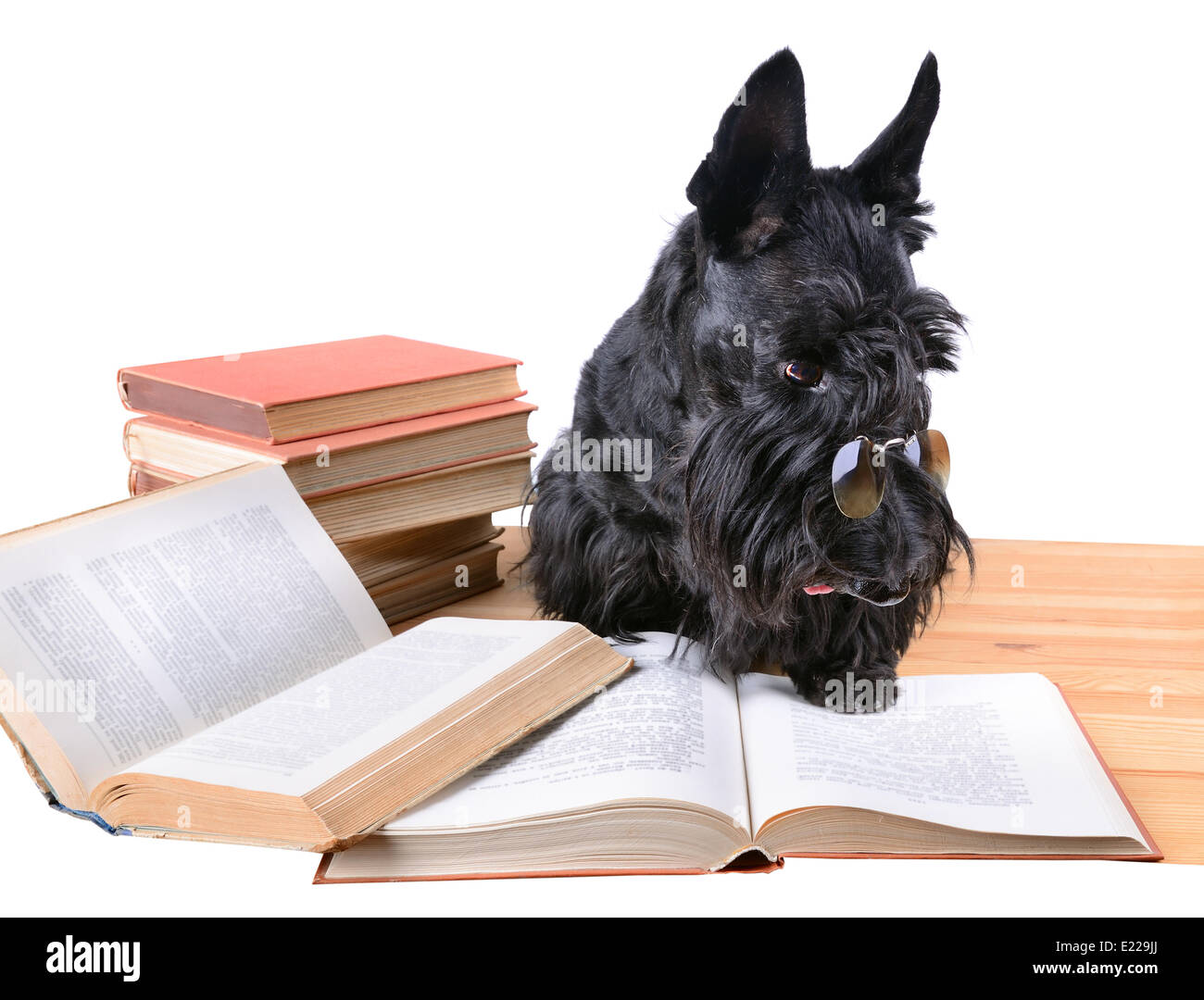 Dog reading hi-res stock photography and images - Alamy