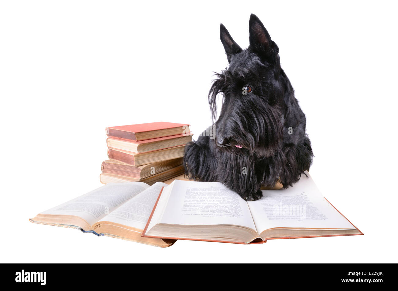 Old school dog Cut Out Stock Images & Pictures - Alamy