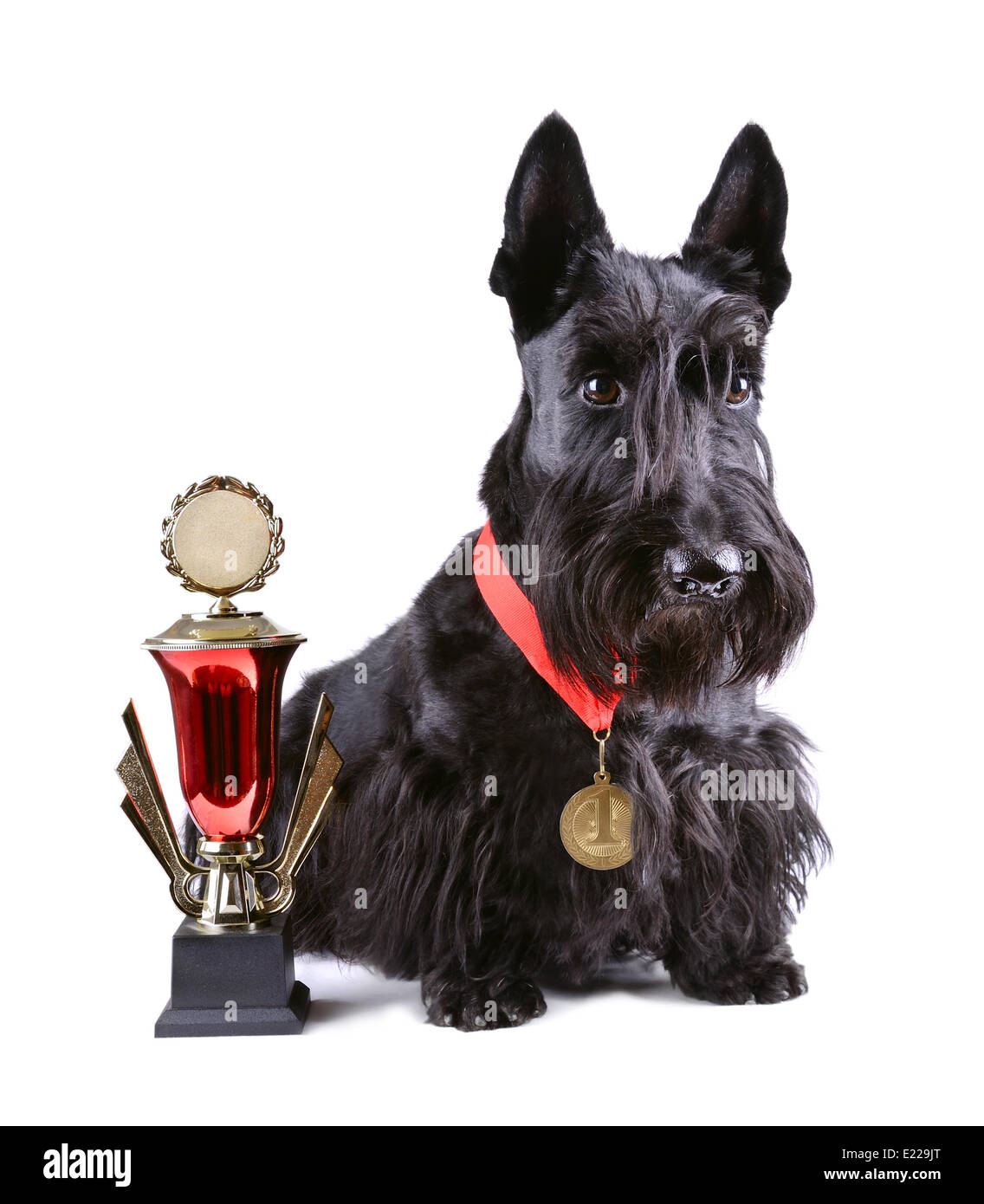 Dog with medal Stock Photo - Alamy