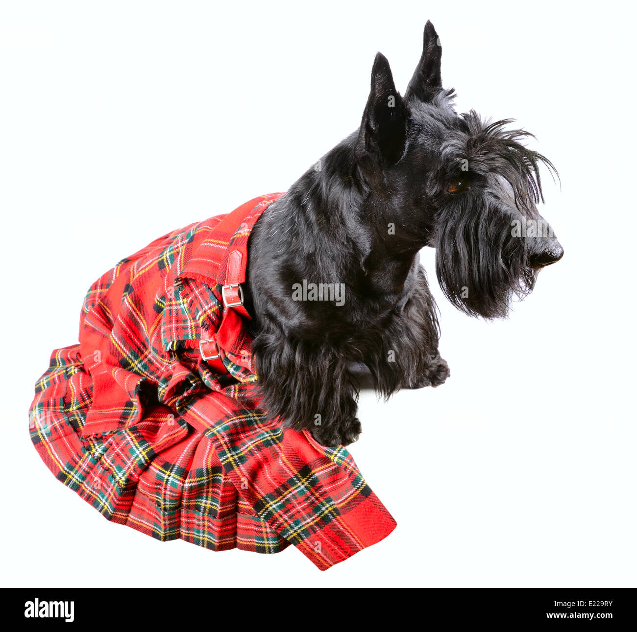 Red black tartan plaid Cut Out Stock Images & Pictures - Alamy