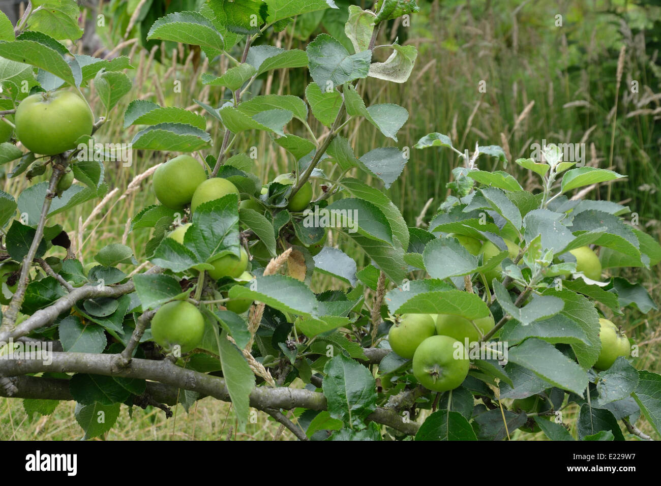Small green apples hi-res stock photography and images - Alamy