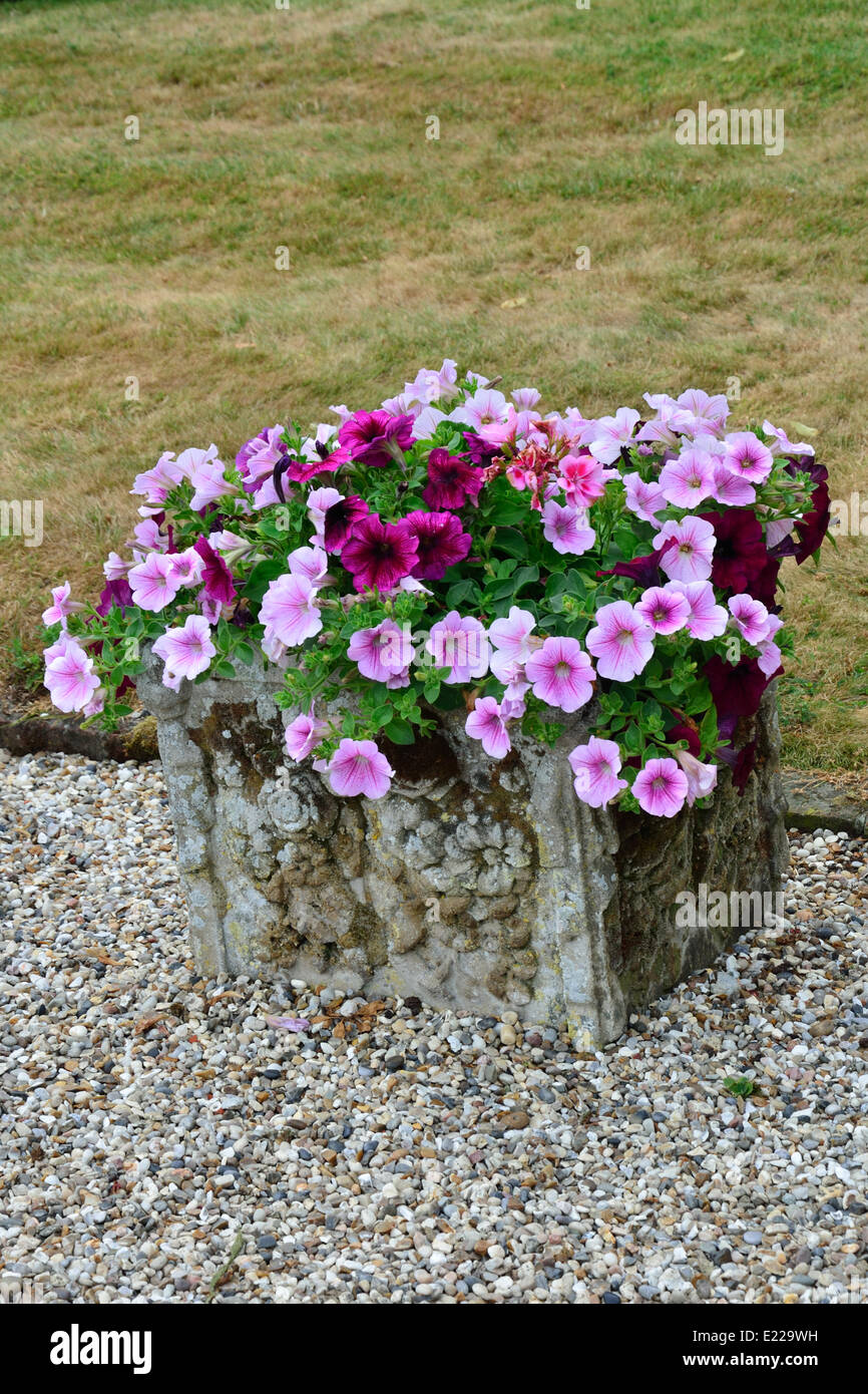 Flowers in Pot Stock Photo - Alamy