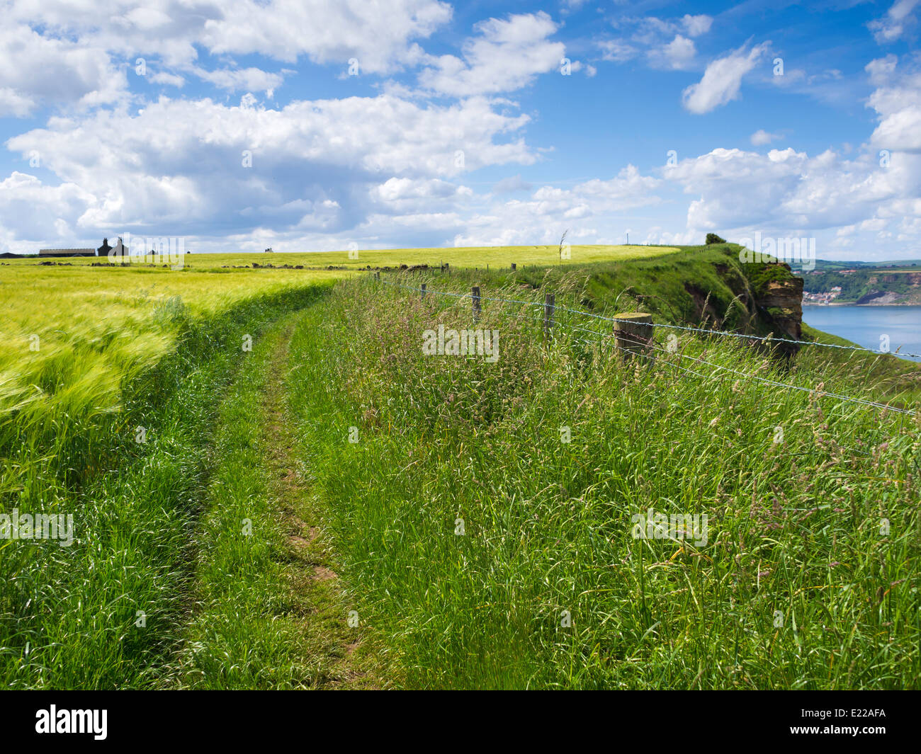 Cleveland Way long distance footpath safely fenced along a cliff top at ...