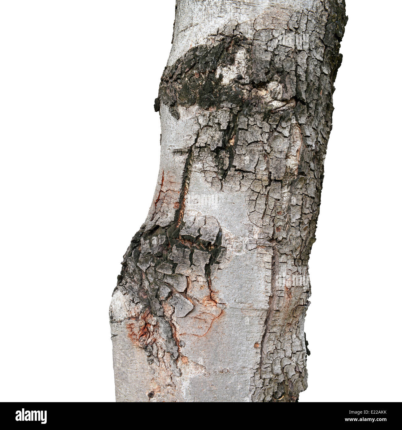 Close up texture of fracture on the tree bark (isolated on a white ...