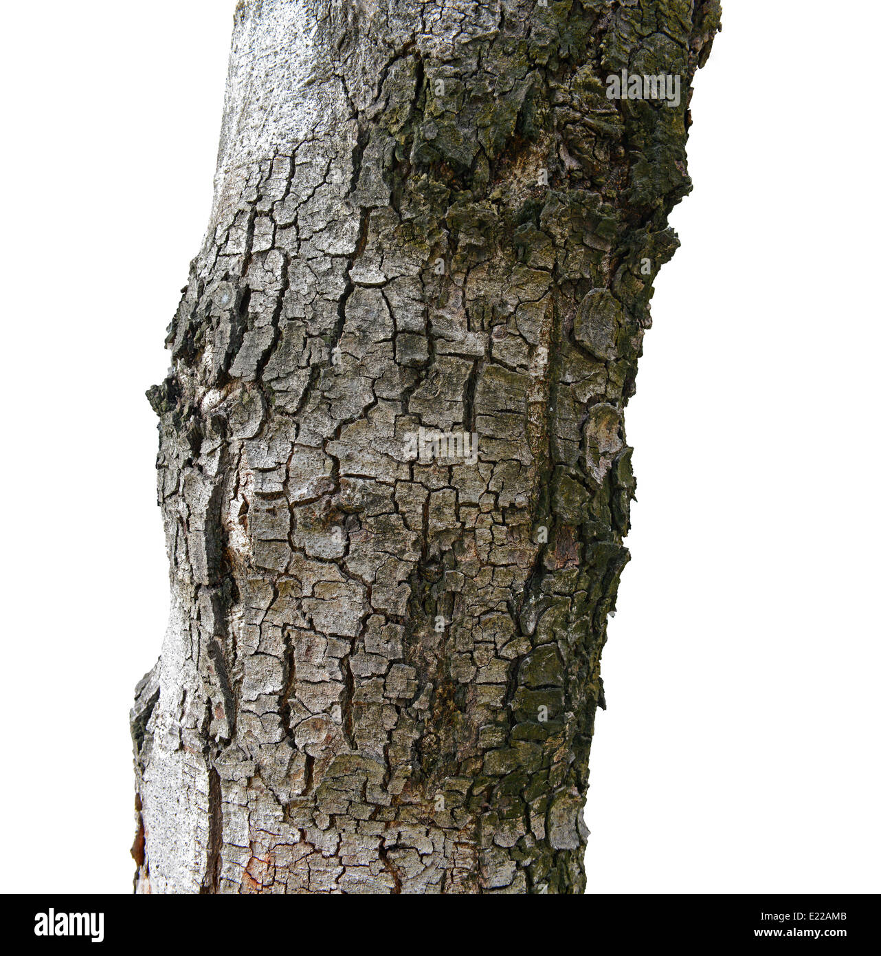 Close up texture of fracture on the tree bark (isolated on a white ...