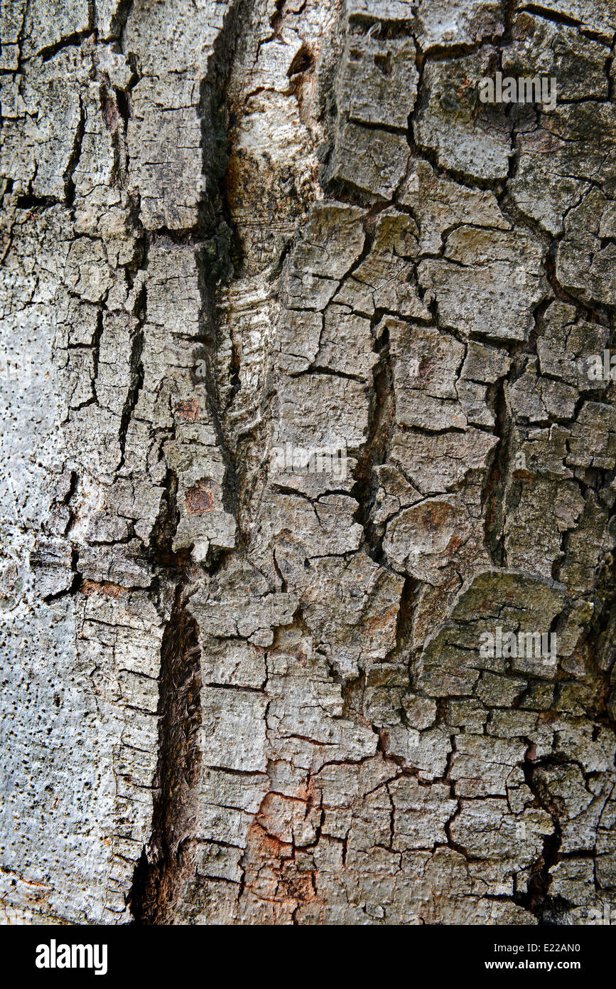 Close up texture of fracture on the tree bark Stock Photo - Alamy