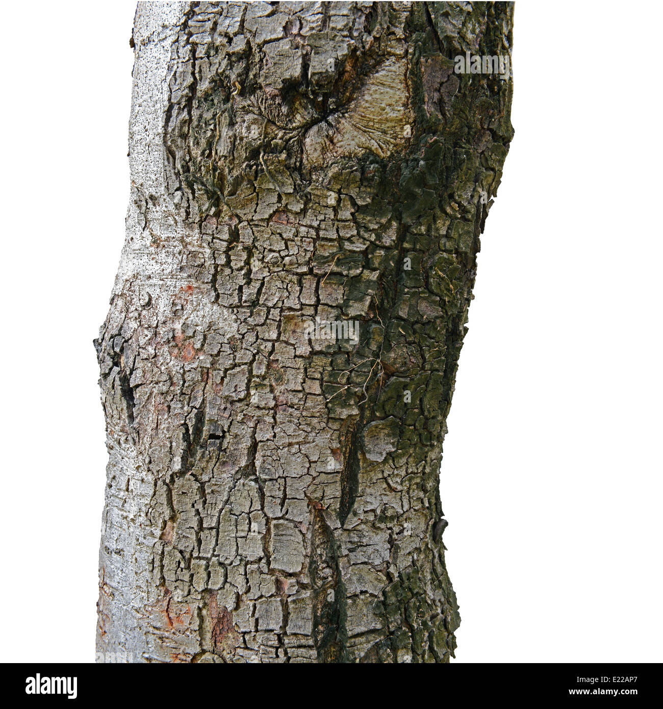 Close up texture of fracture on the tree bark (isolated on a white ...