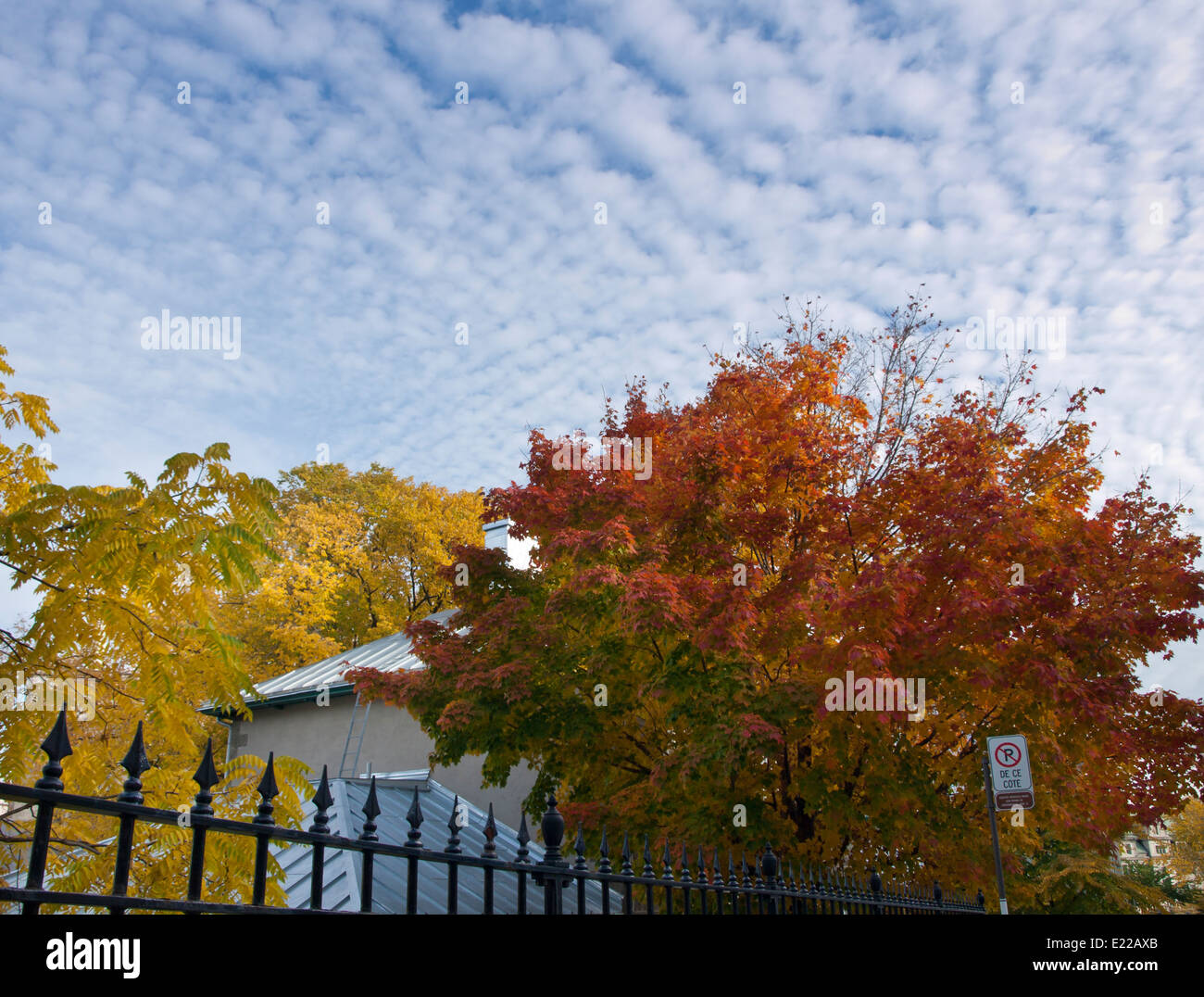 Autumn colours in a garden in Old Quebec Canada, primary colors ...