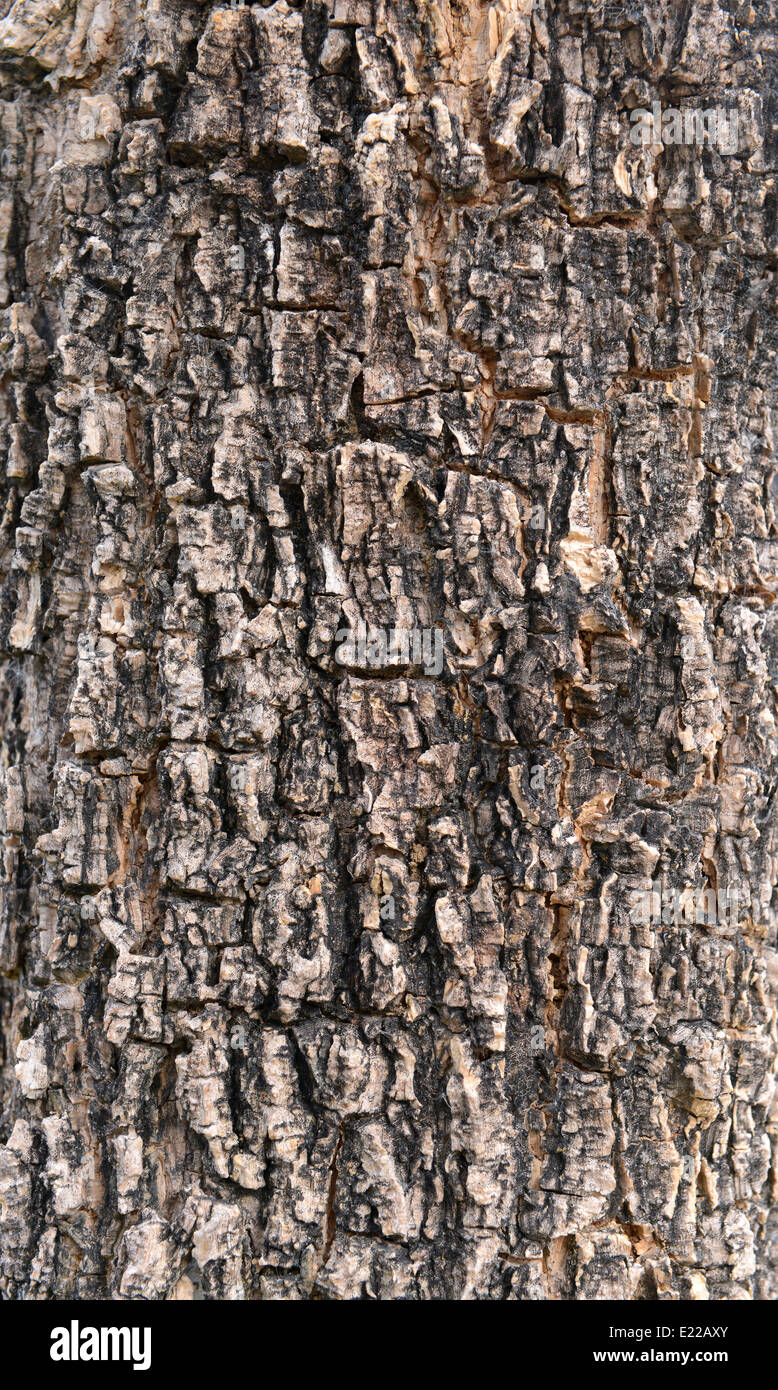 Close up texture of fracture on the tree bark Stock Photo - Alamy