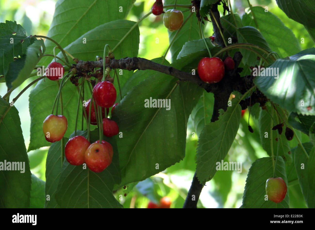 Indian cherries hi-res stock photography and images - Alamy