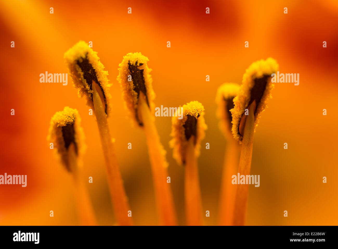 Orange Lilium Pistil Nectar Close Up Stock Photo - Alamy