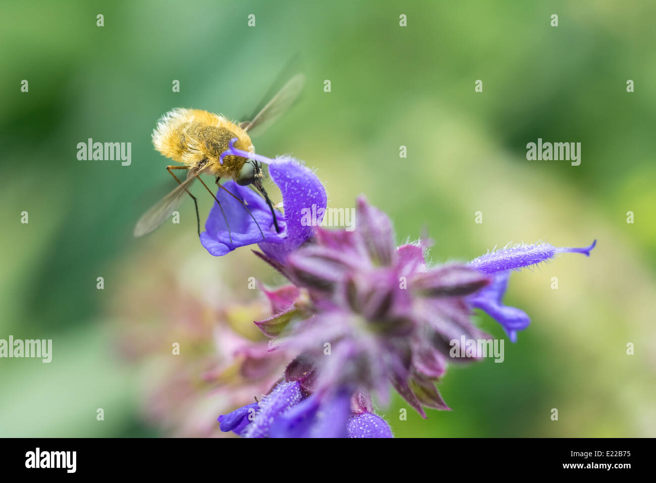 The Large Bee-Fly (Bombylius Major) Gathers Flower Pollen Stock Photo ...