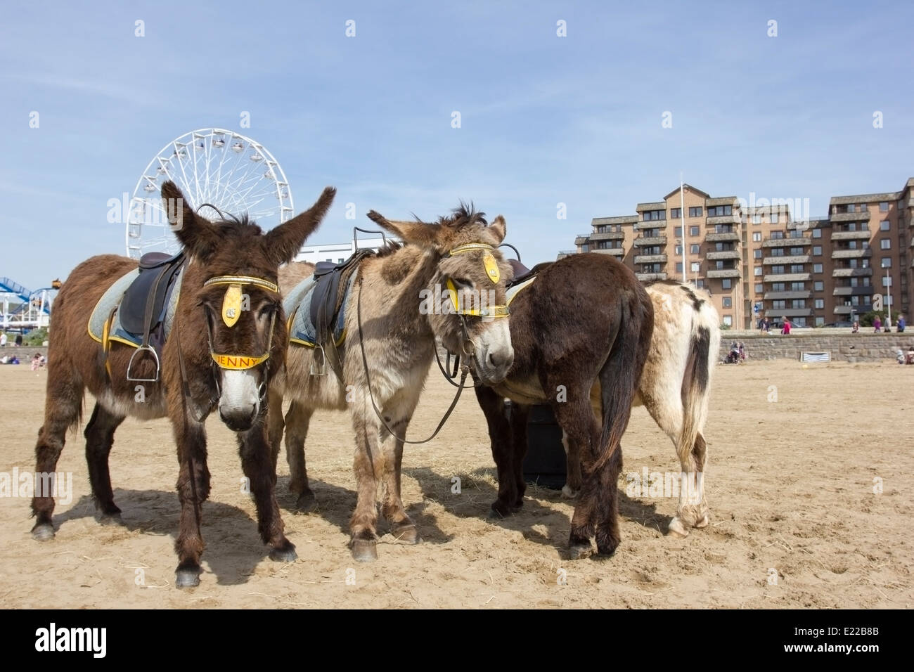 Donkey in bridle hi-res stock photography and images - Alamy