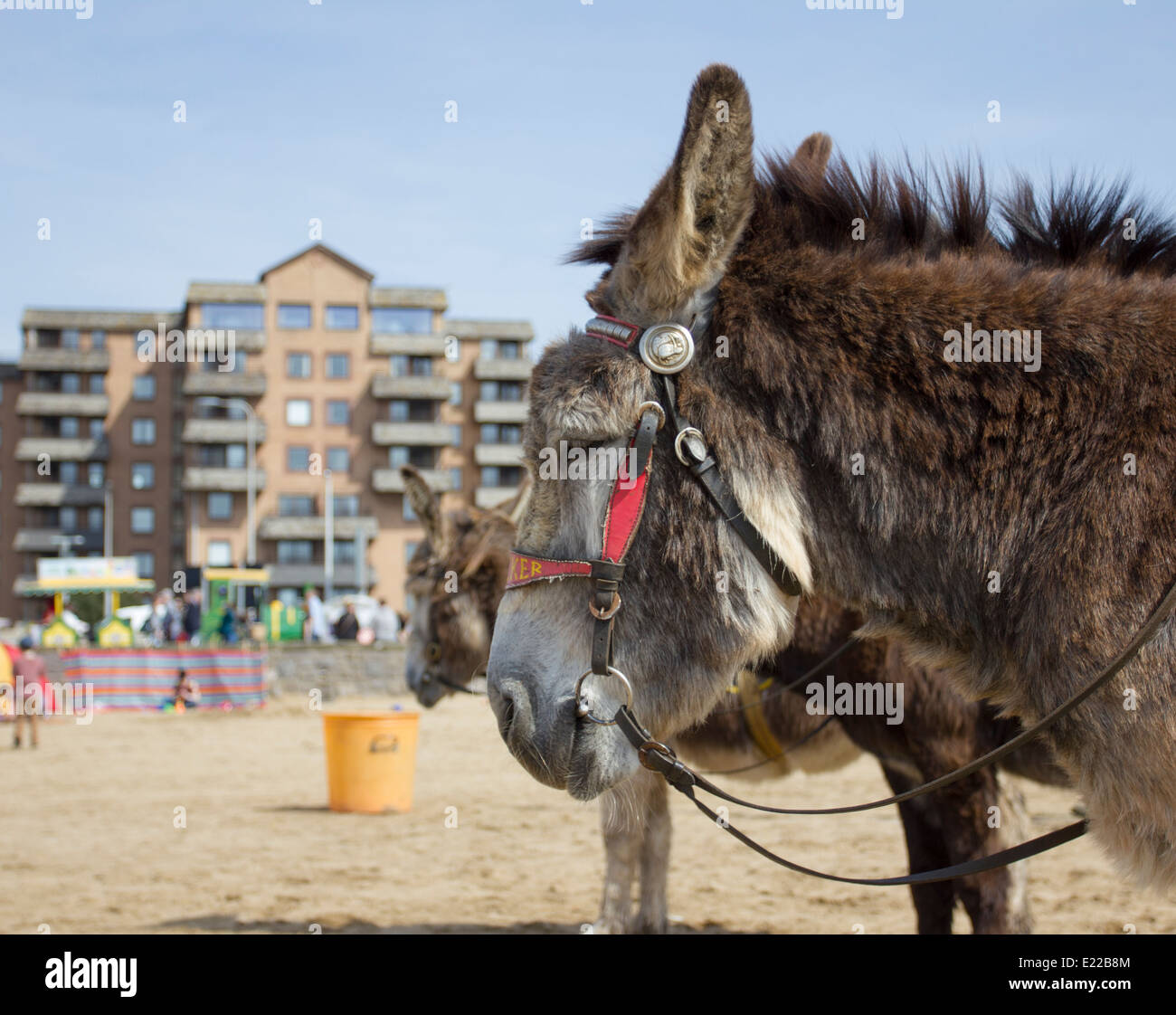 Donkey mare hi-res stock photography and images - Alamy