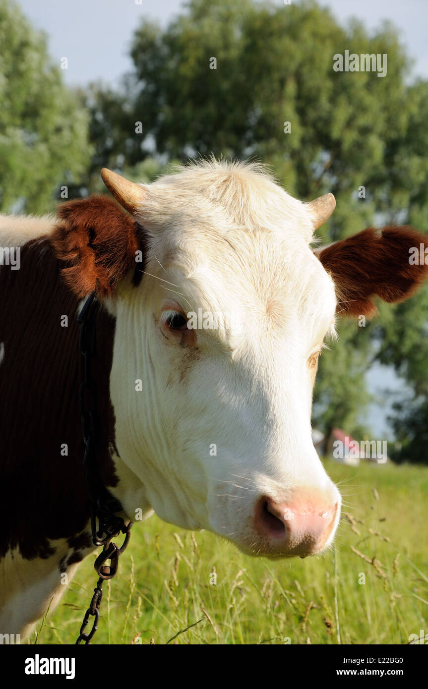 White beef cattle hi-res stock photography and images - Alamy