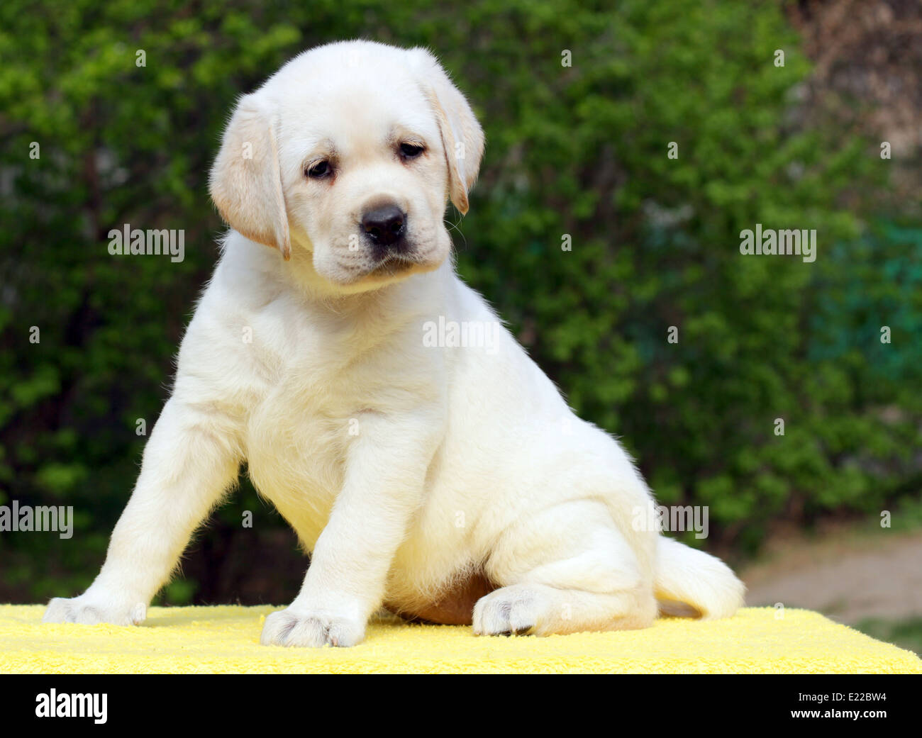 yellow labrador puppy sitting on yellow background Stock Photo - Alamy