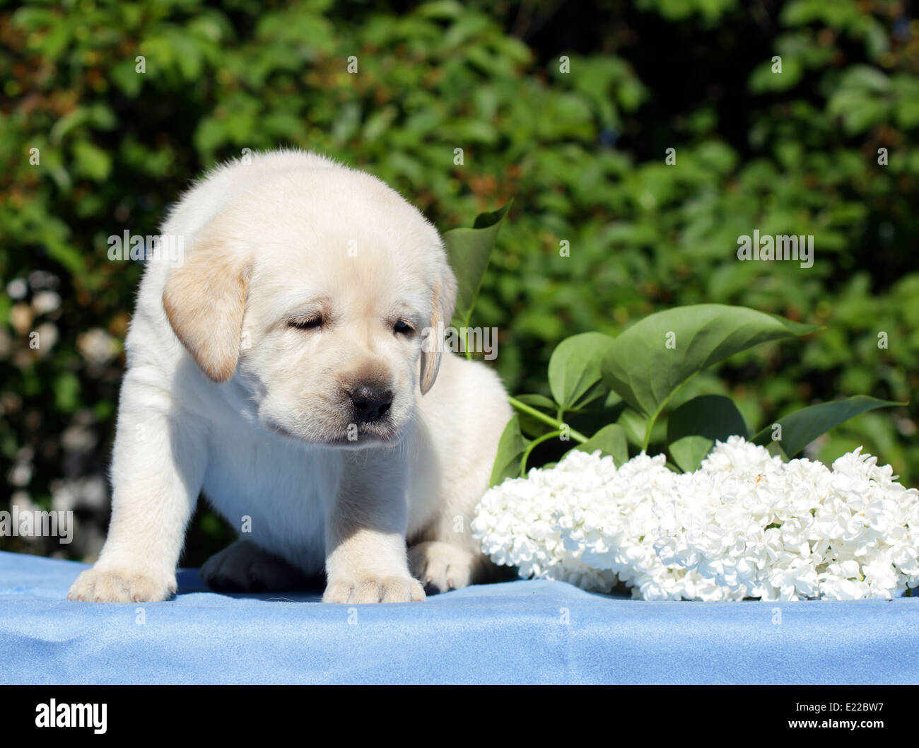 happy yellow labrador puppy in spring with flowers Stock Photo - Alamy