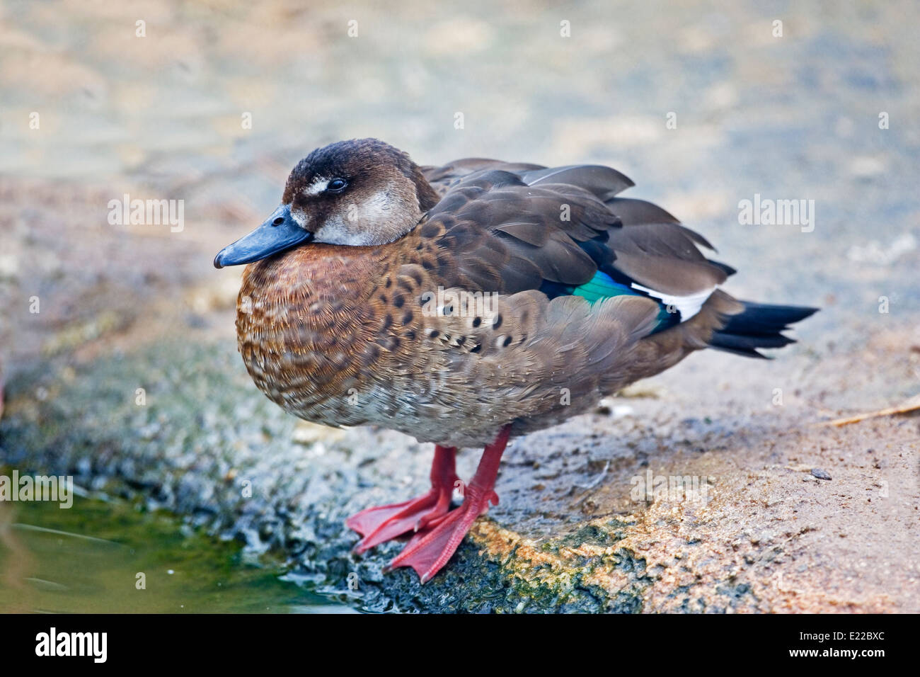 Amazonetta brasiliensis hi-res stock photography and images - Alamy