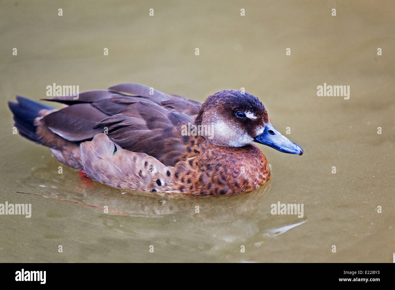 Swimming female Brazilian Teal, Amazonetta brasiliensis Stock Photo - Alamy