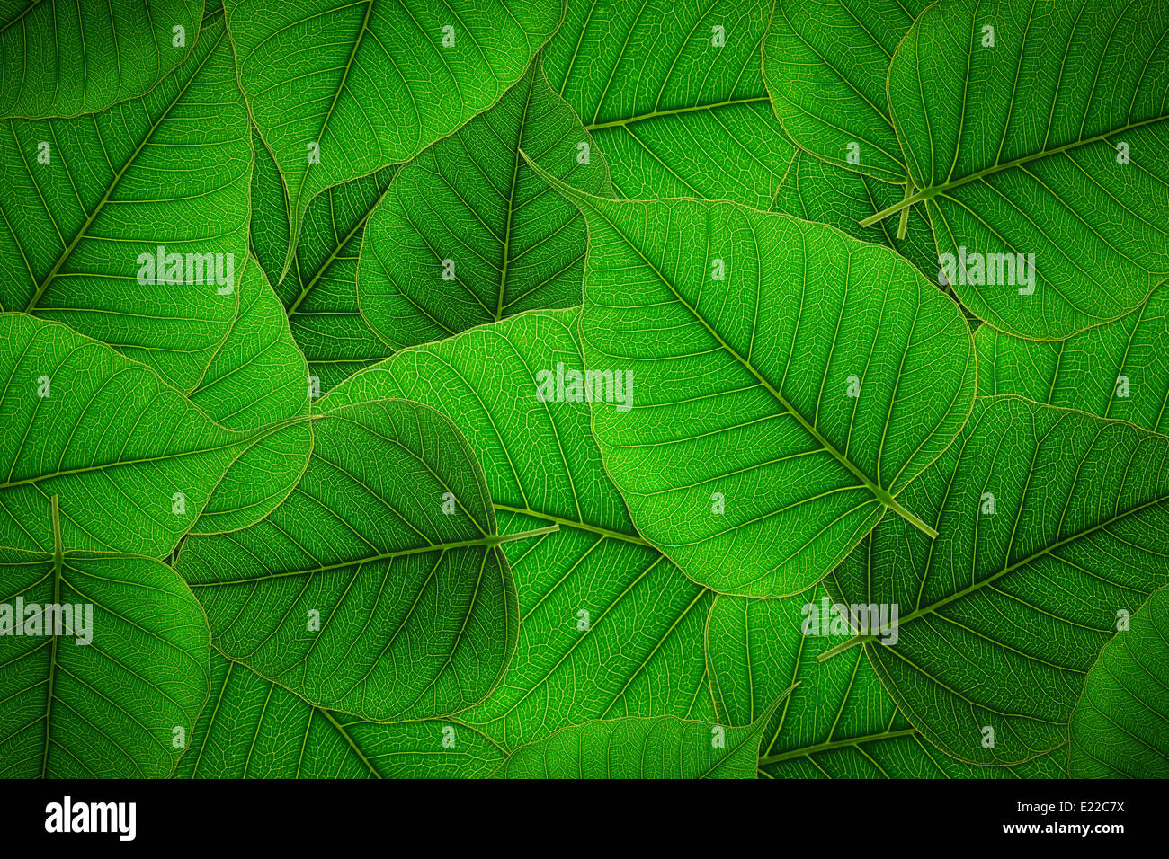 Natural pho hi-res stock photography and images - Alamy