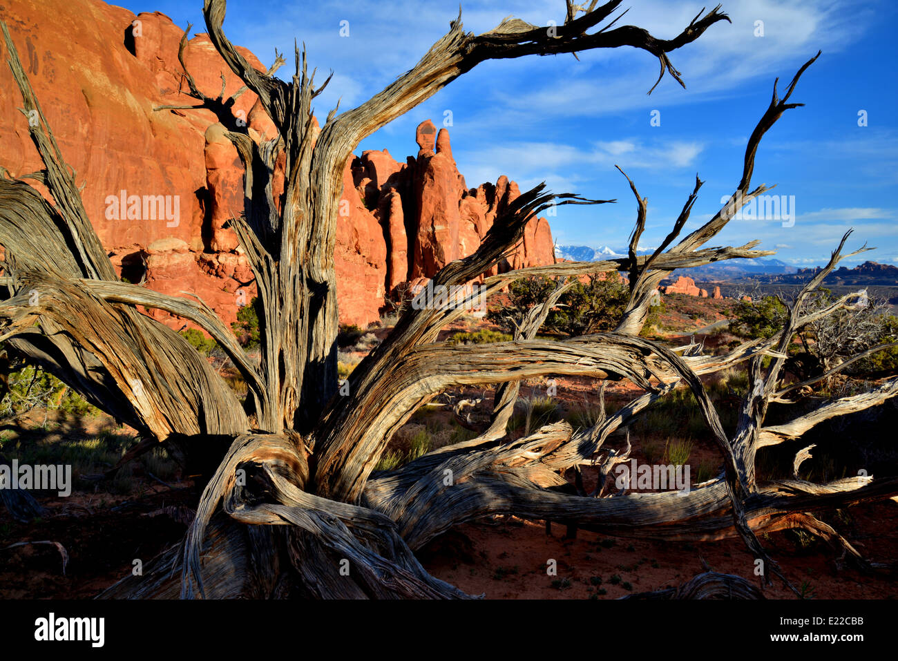 Huge Juniper Tree Along Park Road In Arches National Park Near Moab huge-juniper-tree-along-park-road-in-arches-national-park-near-moab