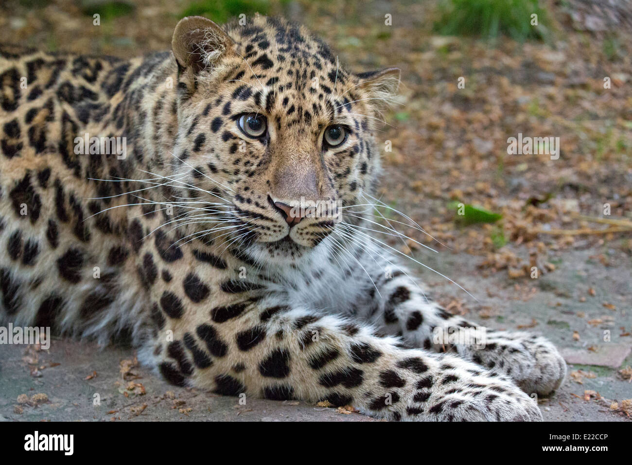 Endangered amur leopard hi-res stock photography and images - Alamy Endangered amur leopard hi-res stock photography and images - Alamy