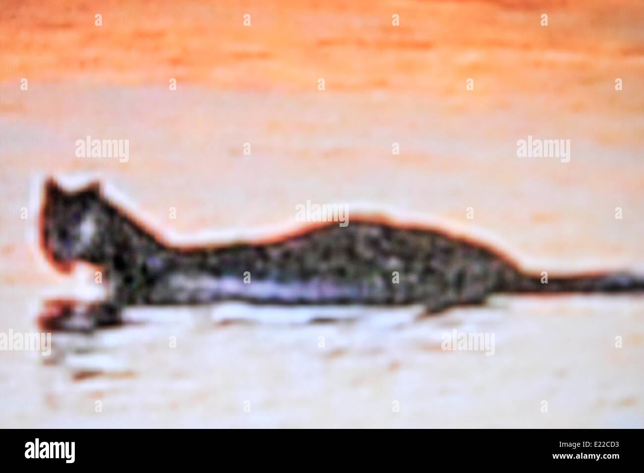 David puma hi-res stock photography and images - Alamy